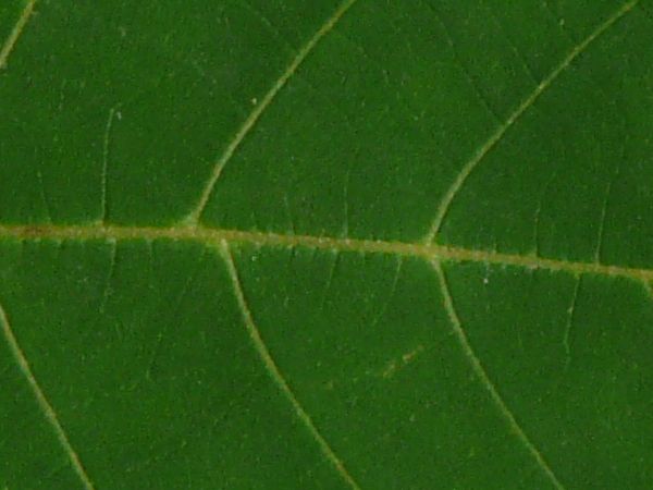 texture 0045 - Texturelib